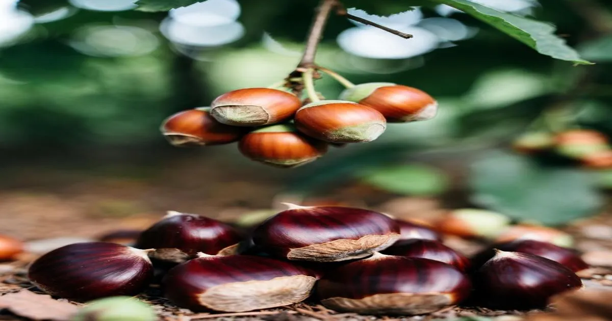Chestnuts vs. Hazelnuts: Which Nut Is Healthier for You? Experts Break ...