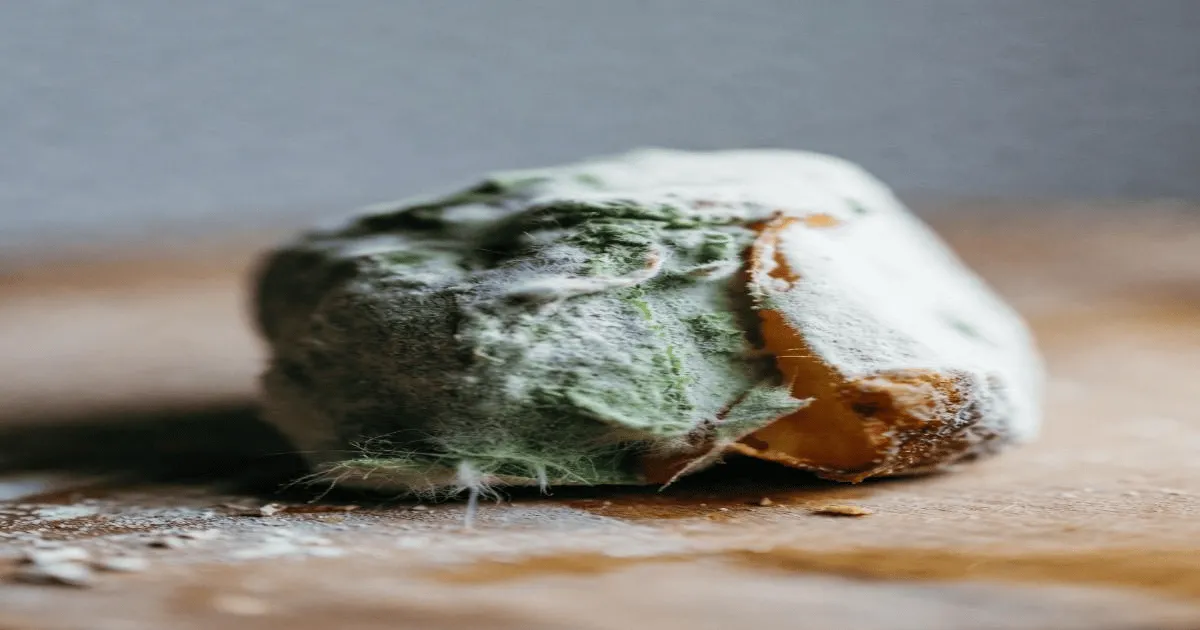 The Hidden Dangers of Moldy Food And When Its Actually Safe to Eat It